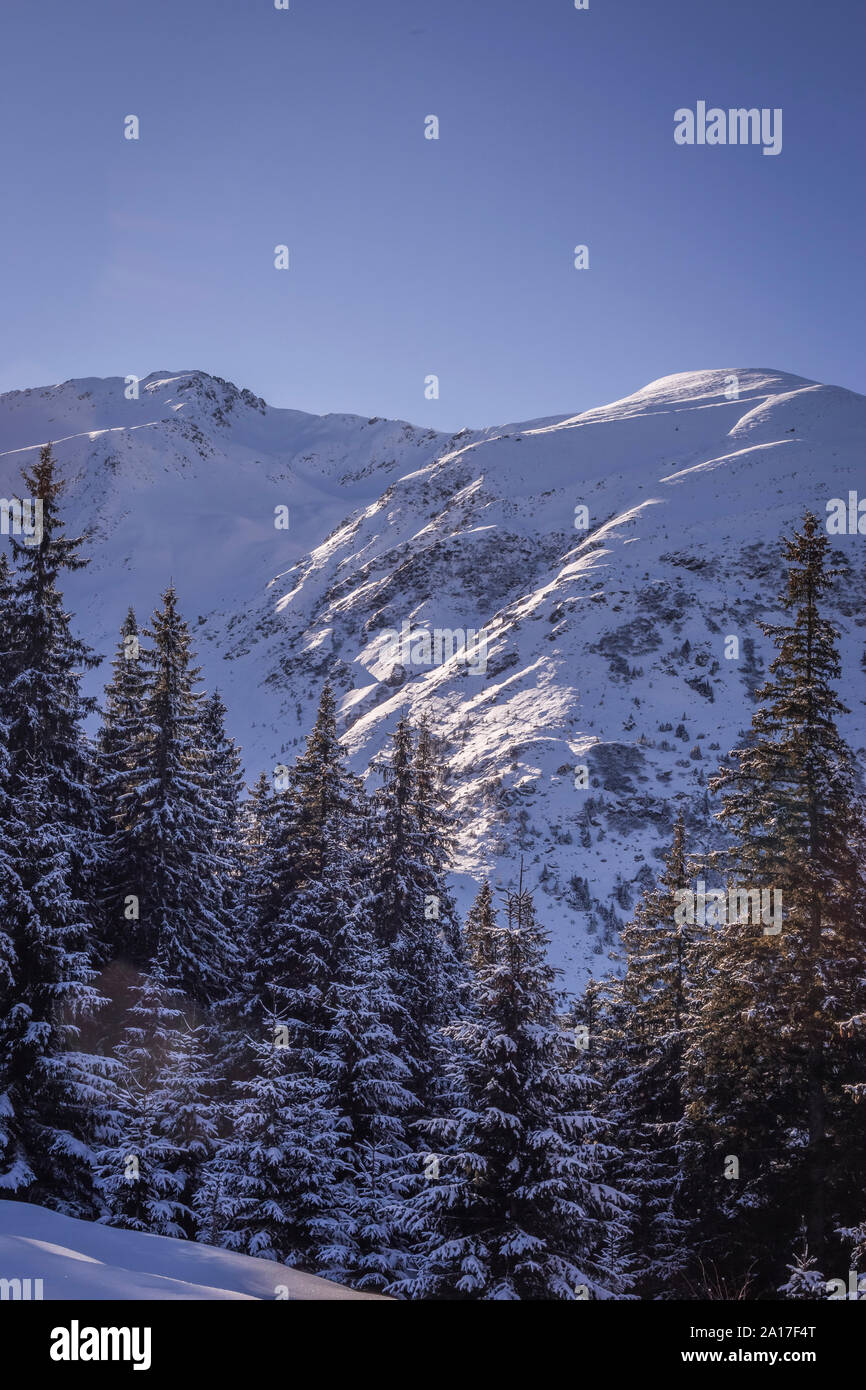 Conifer tree snow valley blue sky sun mountains landscape hi-res stock ...