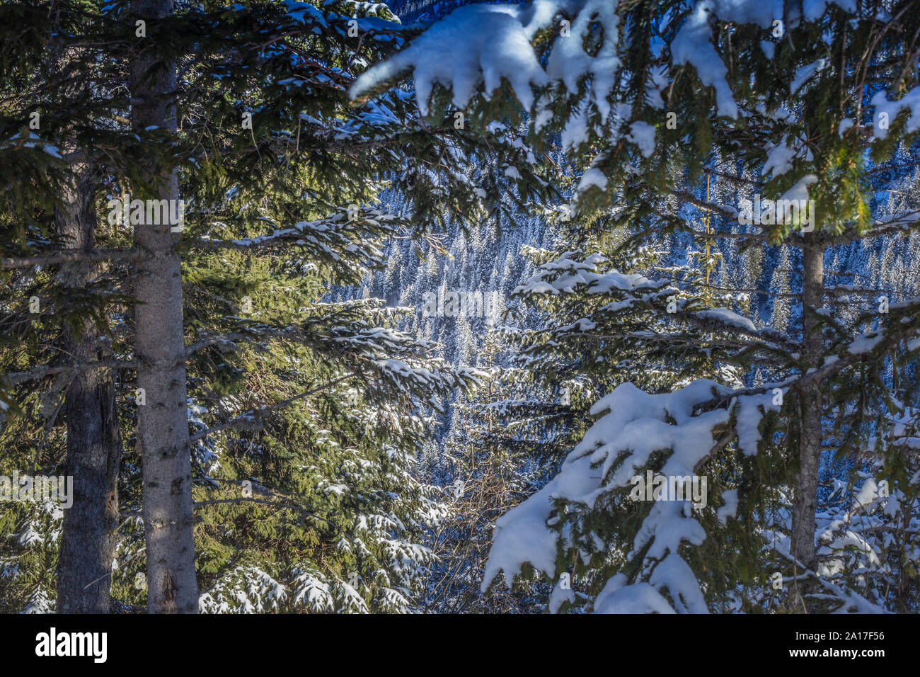 Fir forest behind green hi-res stock photography and images - Alamy