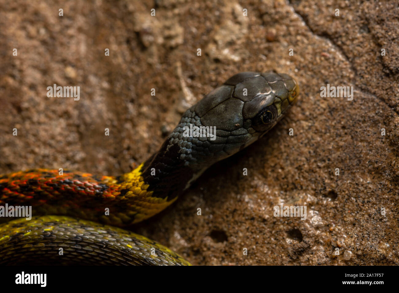 Red-necked Keelback (Rhabdophis subminiatus subminiatus) from Hong Kong ...