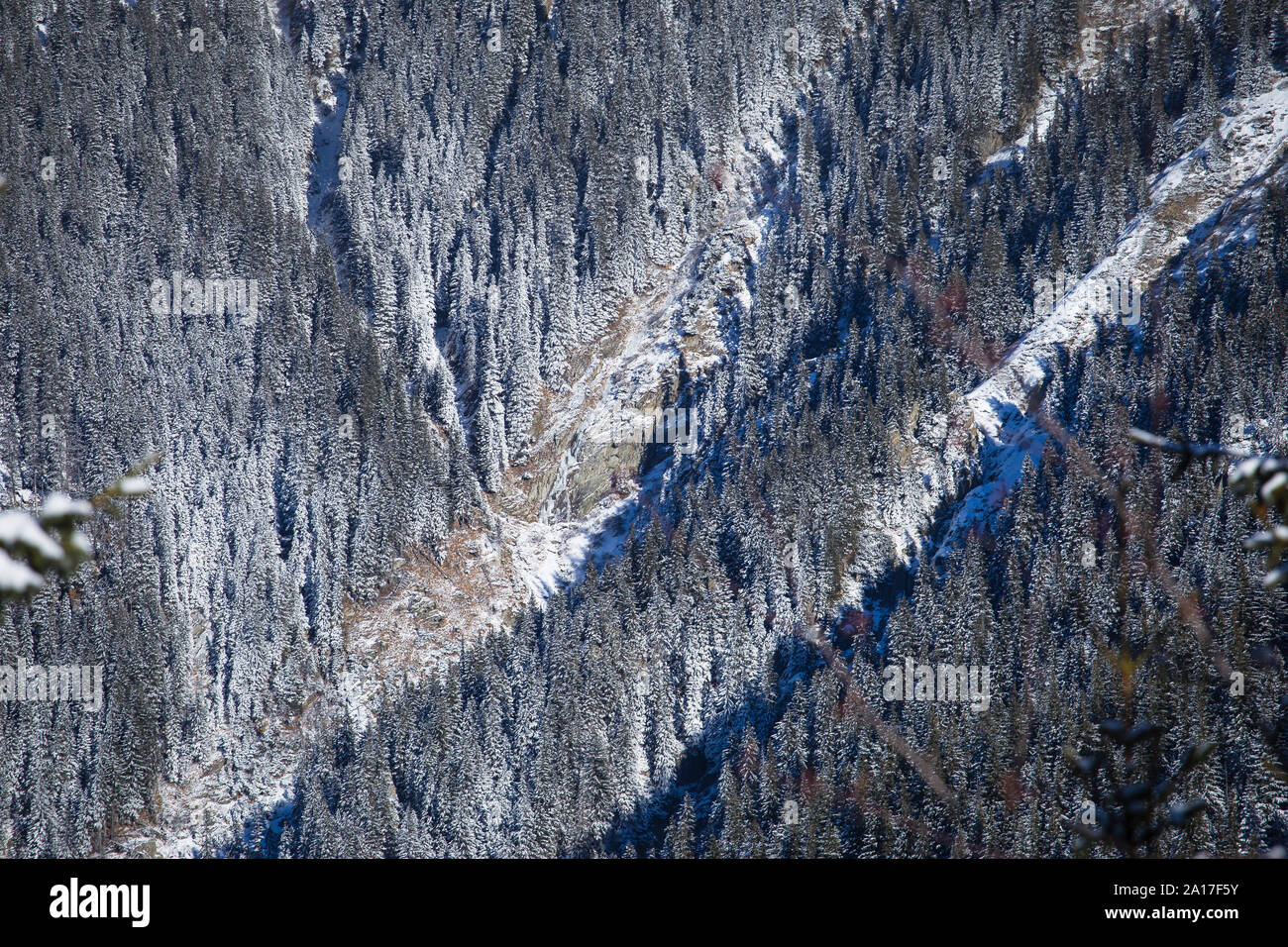 Conifer tree snow valley blue sky sun mountains landscape hi-res stock ...