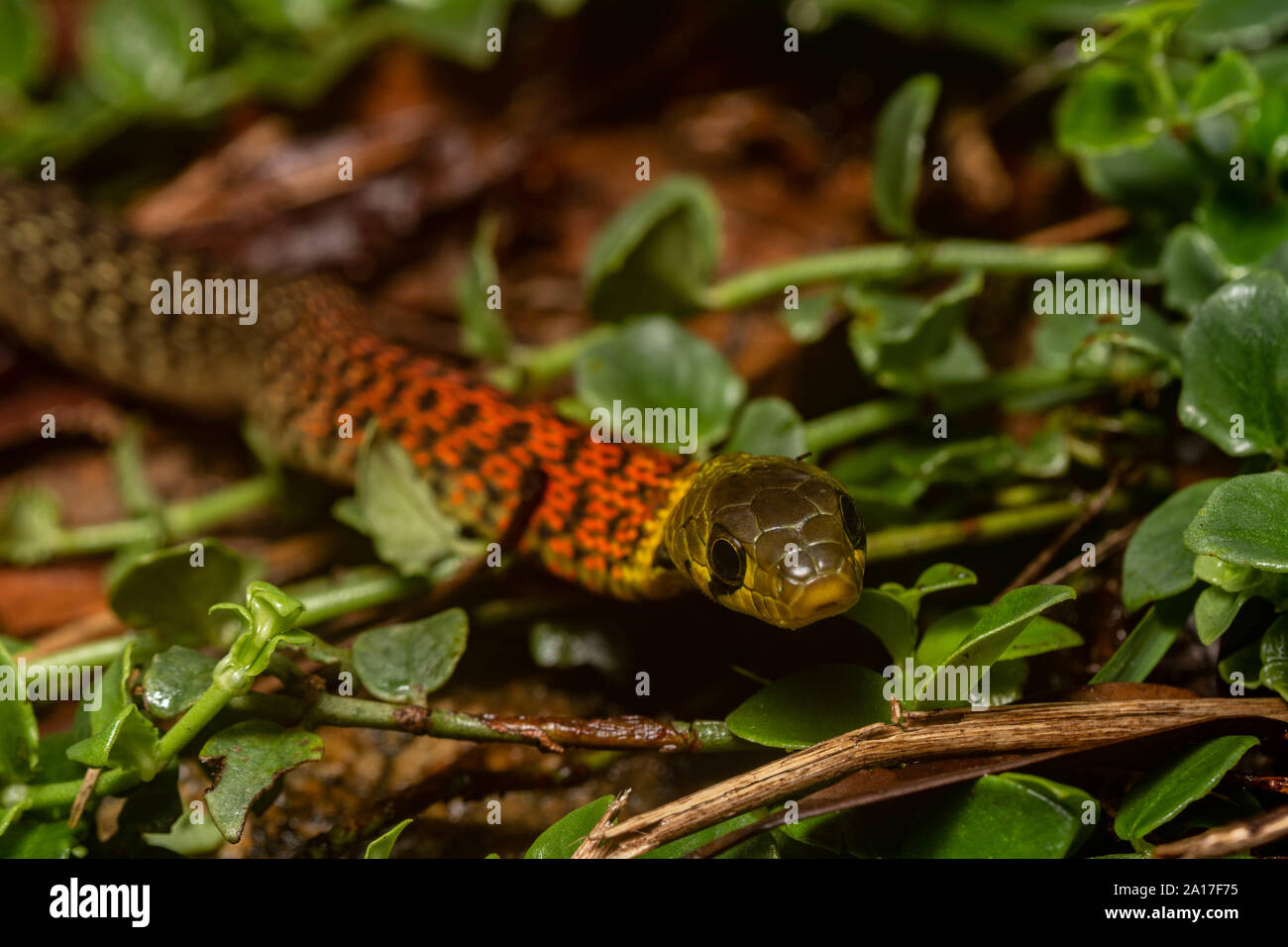 Red-necked Keelback (Rhabdophis subminiatus subminiatus) from Hong Kong ...