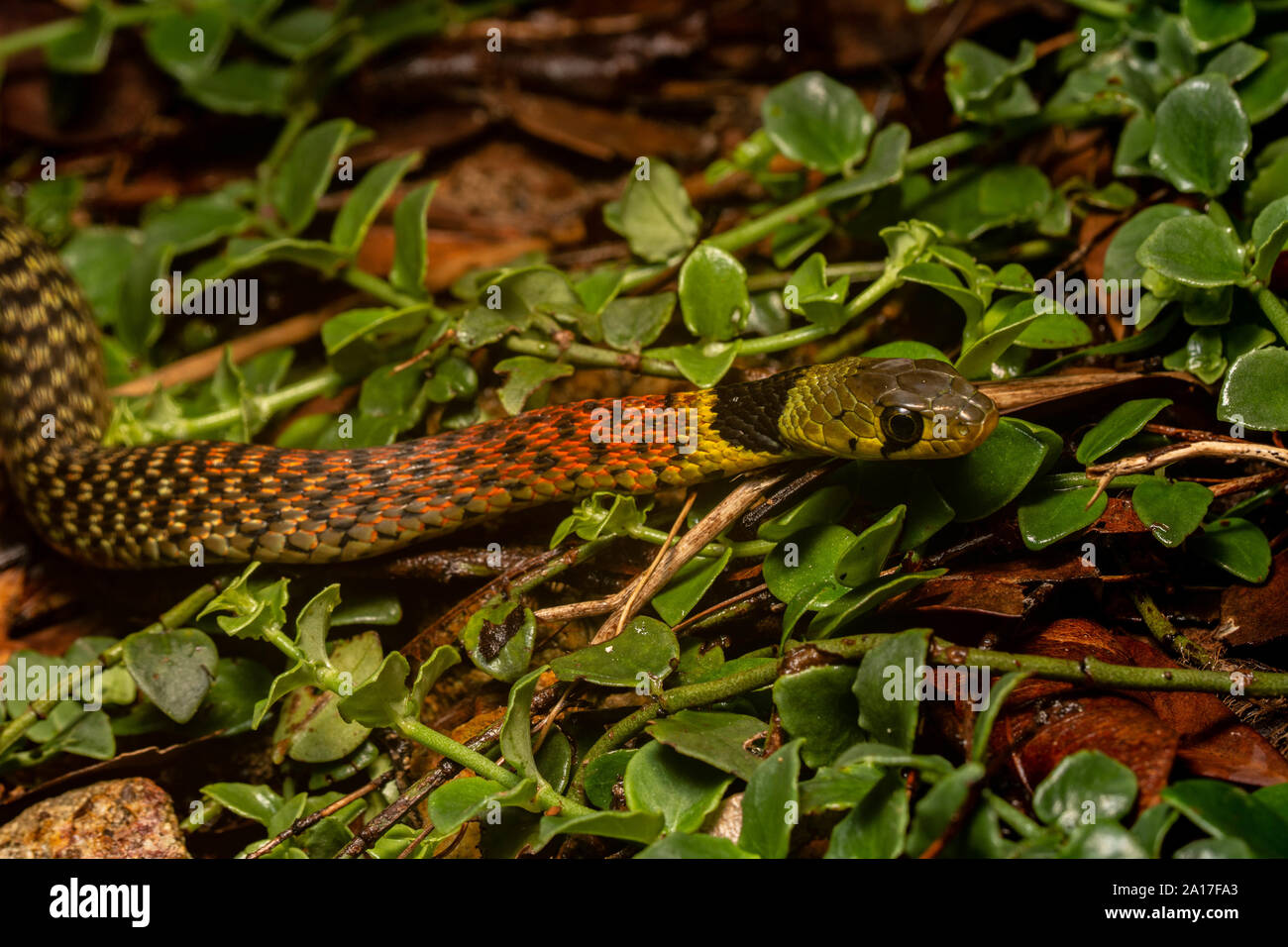 Red-necked Keelback (Rhabdophis subminiatus subminiatus) from Hong Kong ...