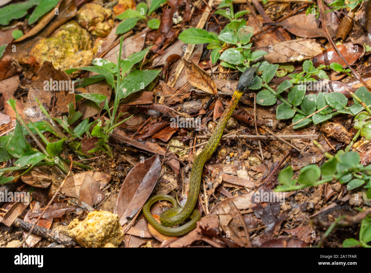 Red-necked Keelback (Rhabdophis subminiatus subminiatus) from Hong Kong ...
