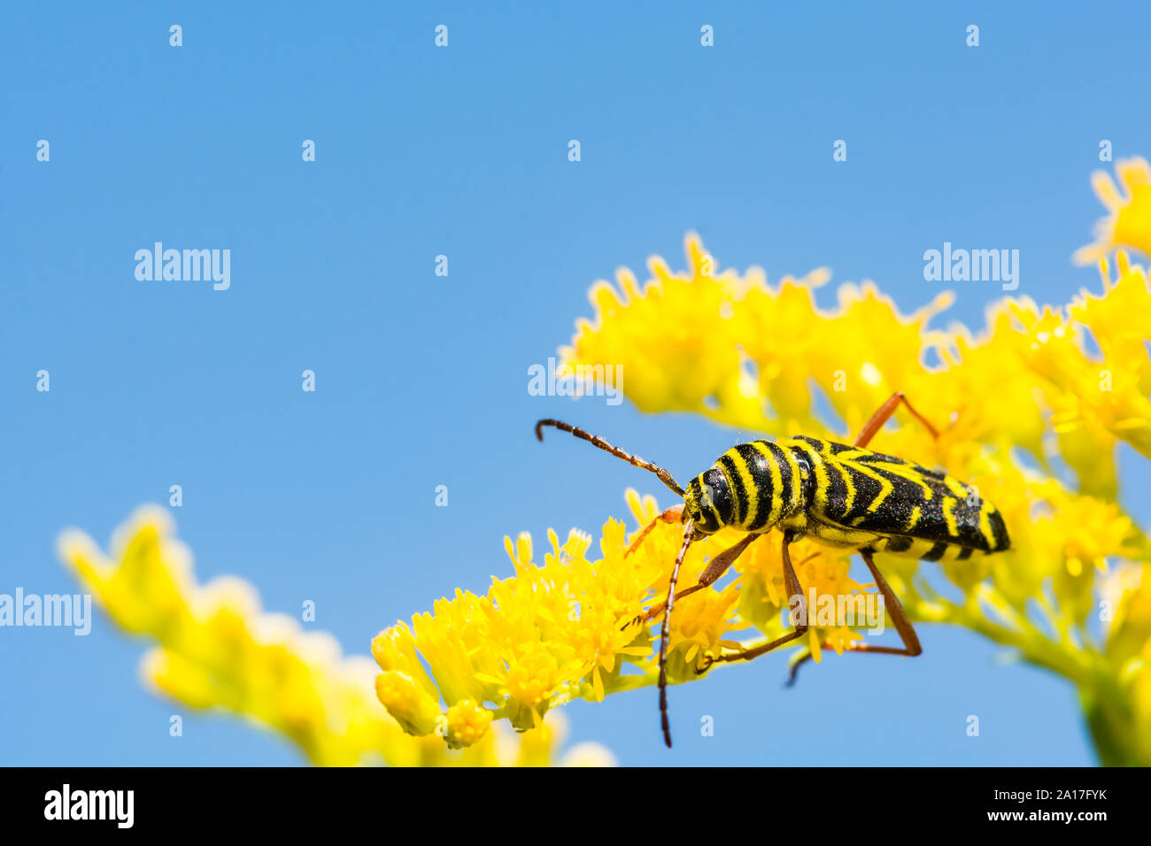 Borer beetle hi-res stock photography and images - Alamy