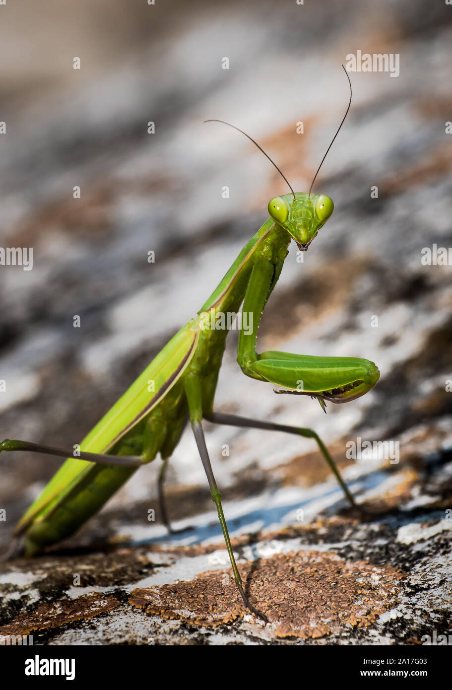 Praying mantis hunting hi-res stock photography and images - Alamy