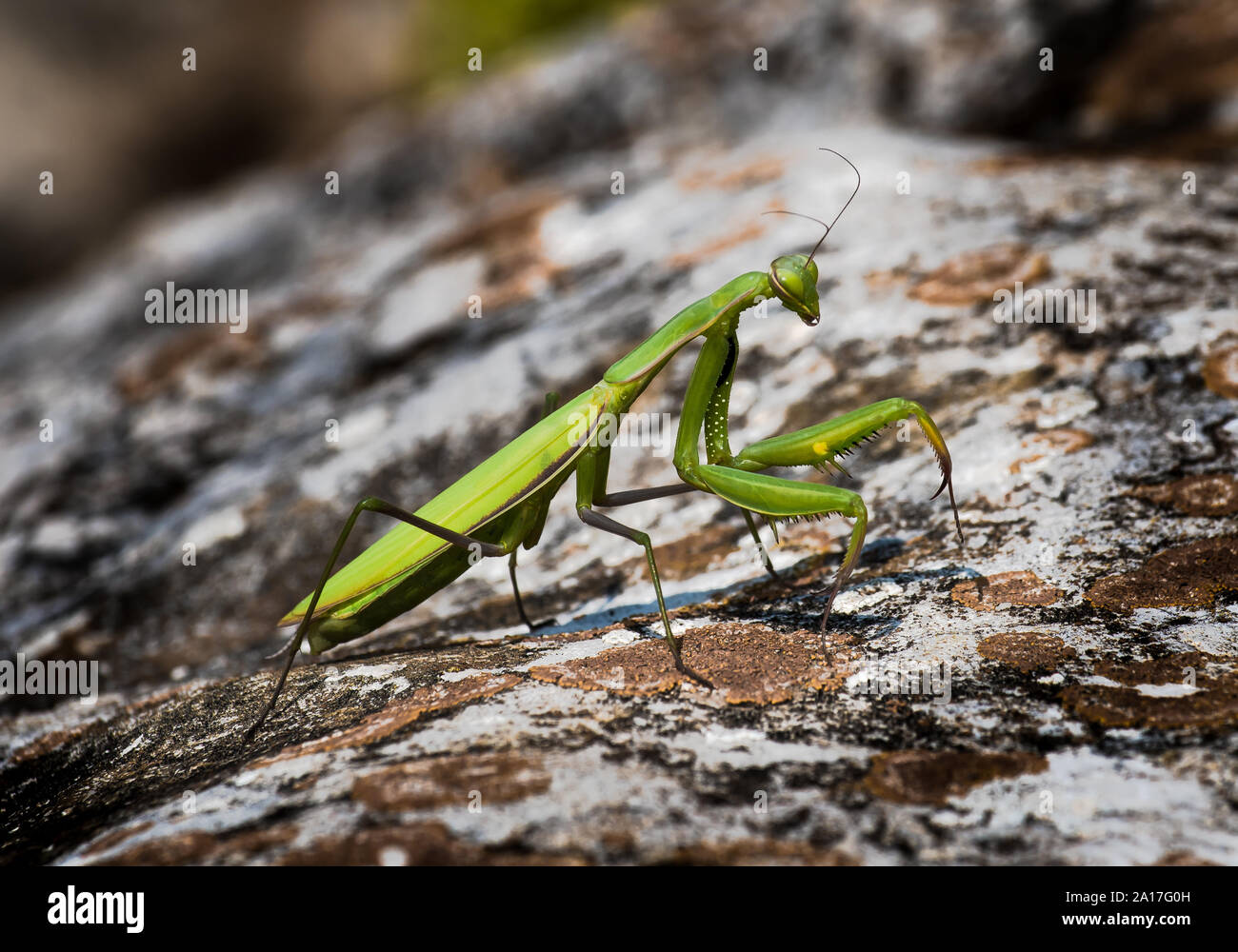 Green Praying Mantis Hunting For Insects Stock Photo - Alamy