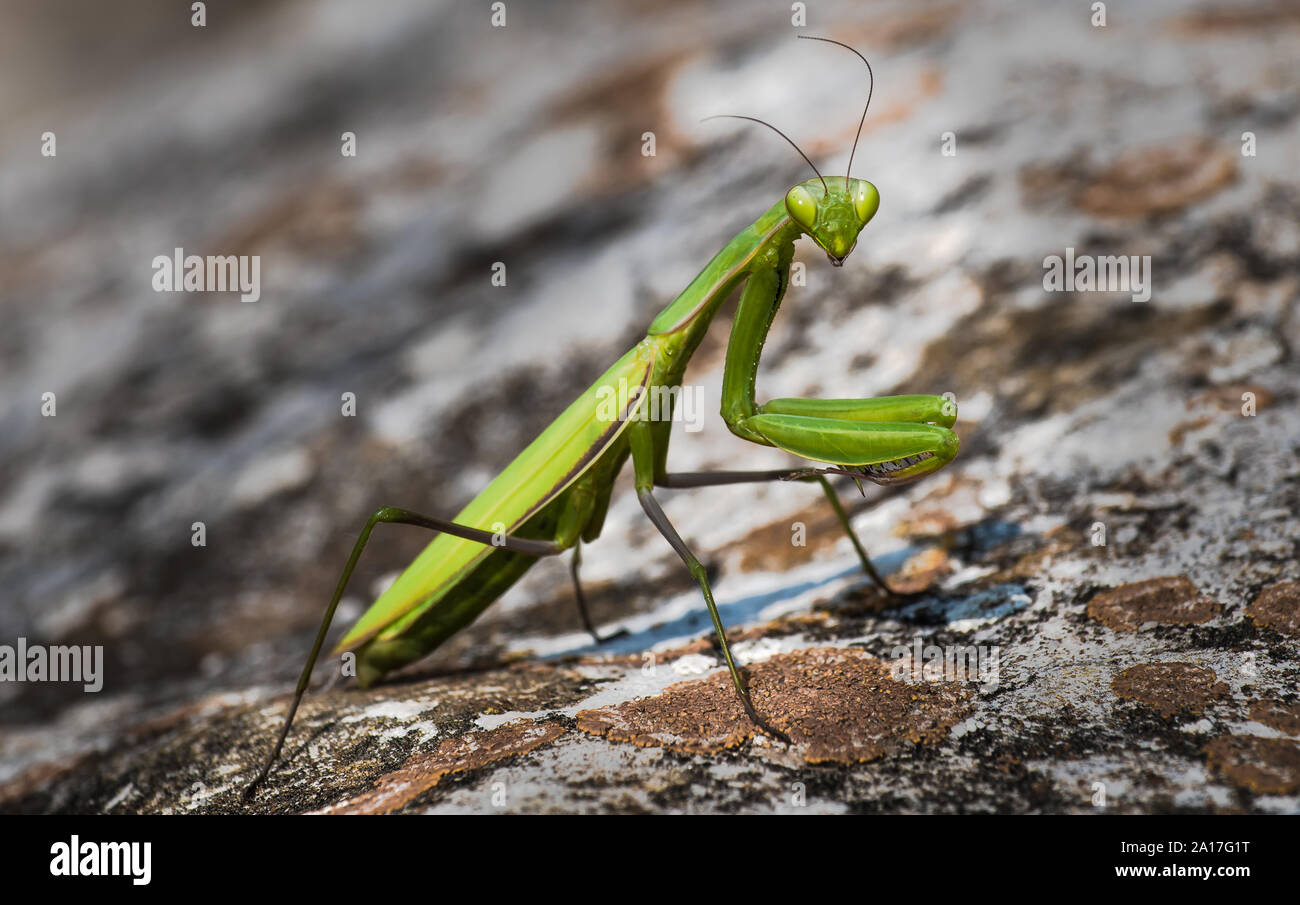 Green Praying Mantis Hunting For Insects Stock Photo - Alamy