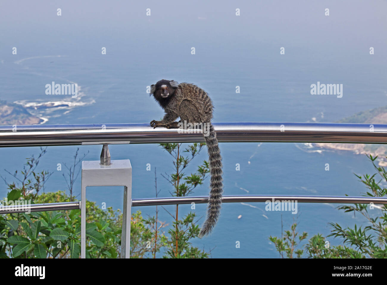 The monkey on Sugarloaf mountain in Rio de Janeiro, Brazil Stock Photo ...