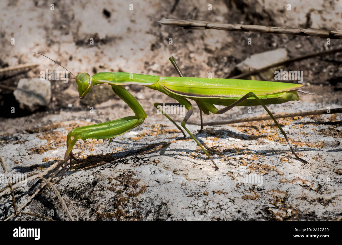 Green Praying Mantis Hunting For Insects Stock Photo - Alamy