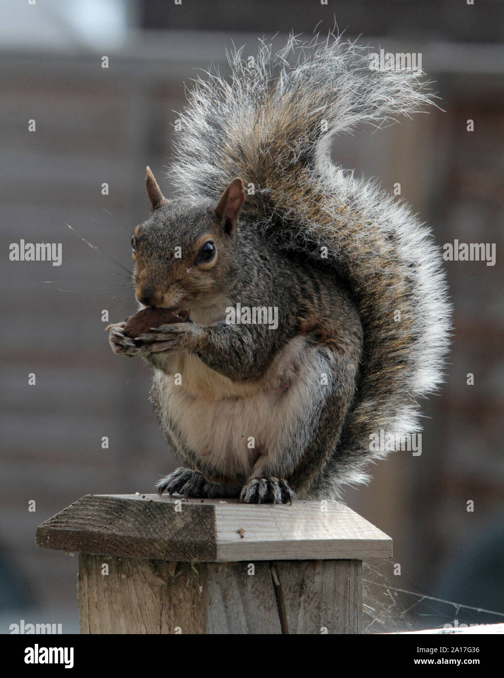 Squirrel eating a nut Stock Photo - Alamy