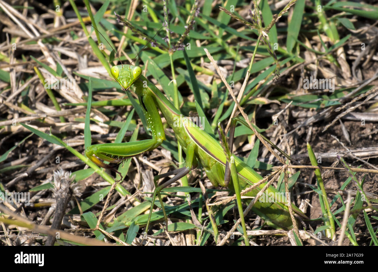 Green Praying Mantis Hunting For Insects Stock Photo - Alamy