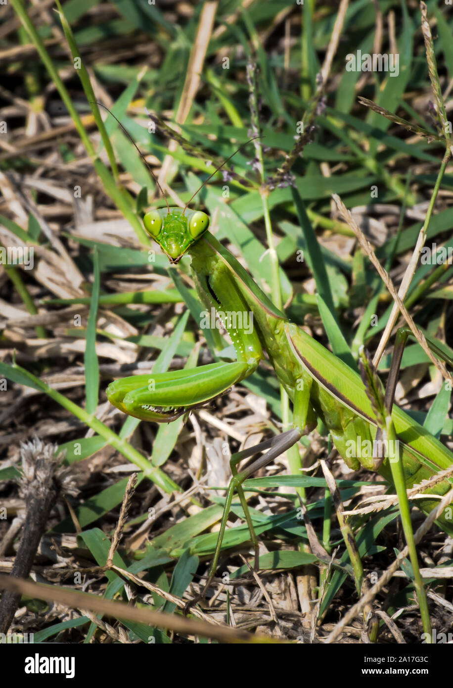 Green Praying Mantis Hunting For Insects Stock Photo - Alamy