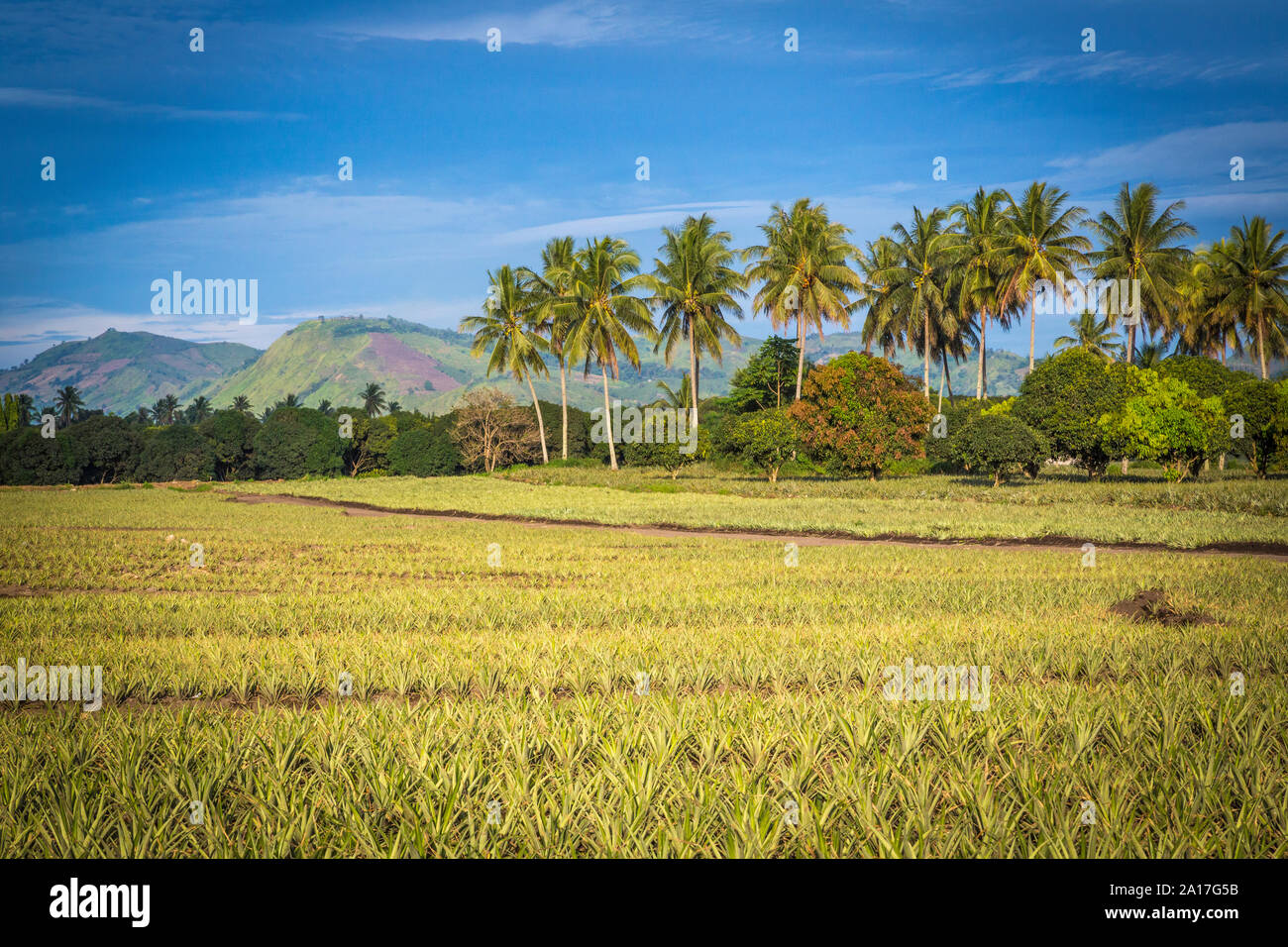 Plantation for sweet pineapples on Mindanao in the Philippines Stock ...