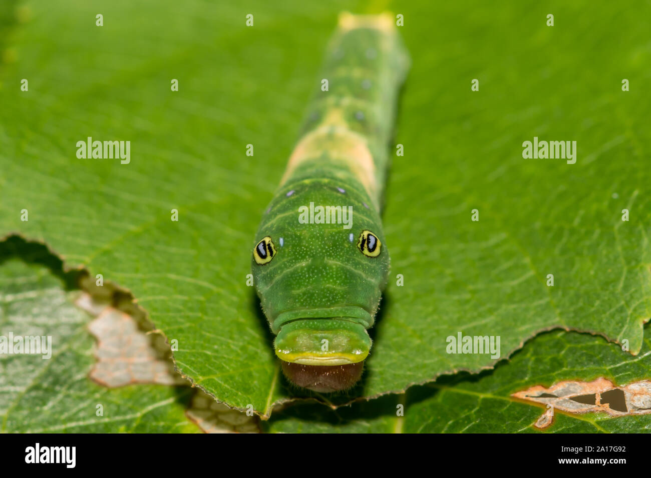 Tiger swallowtail caterpillar hi-res stock photography and images - Alamy