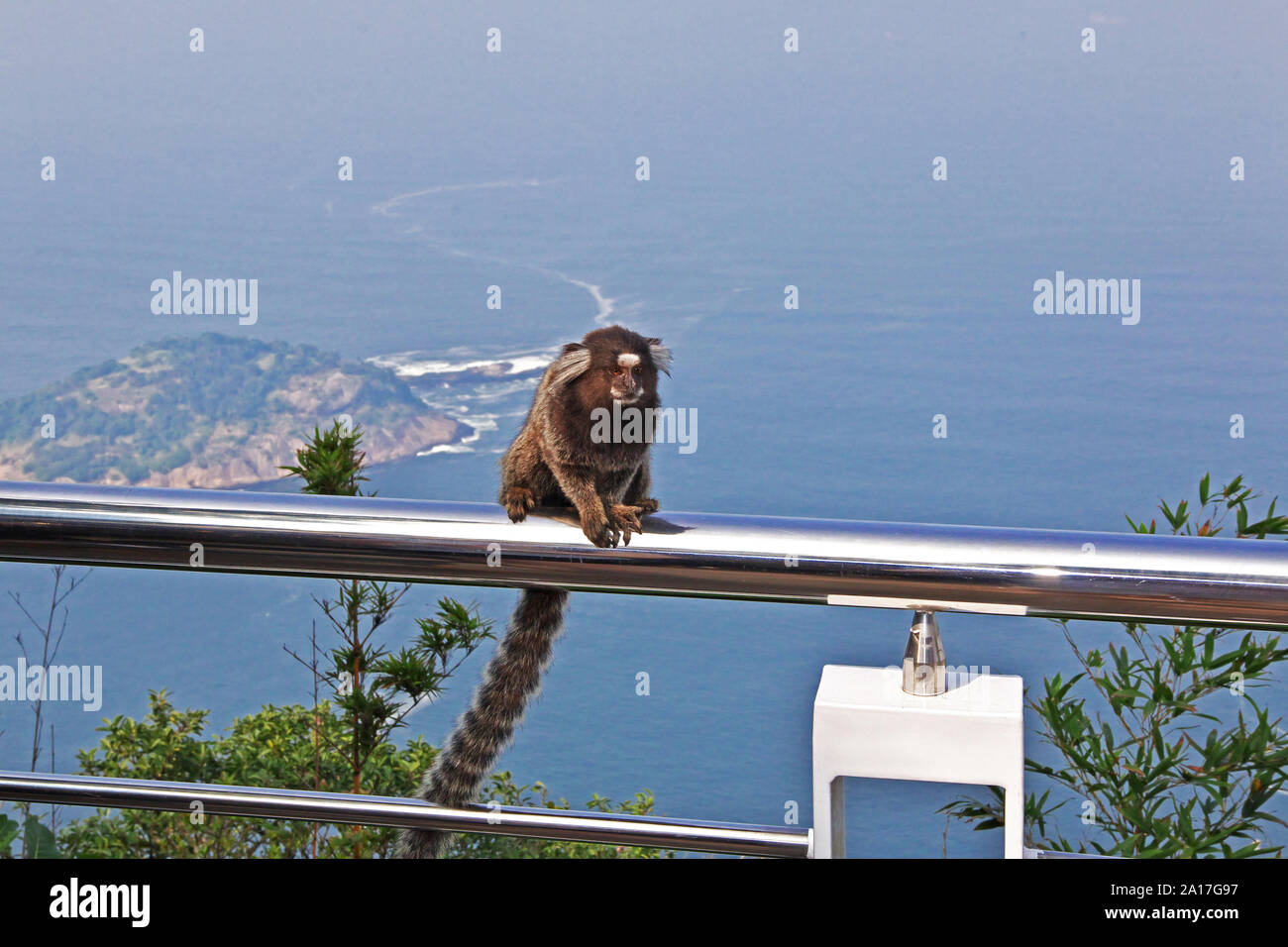 The monkey on Sugarloaf mountain in Rio de Janeiro, Brazil Stock Photo ...