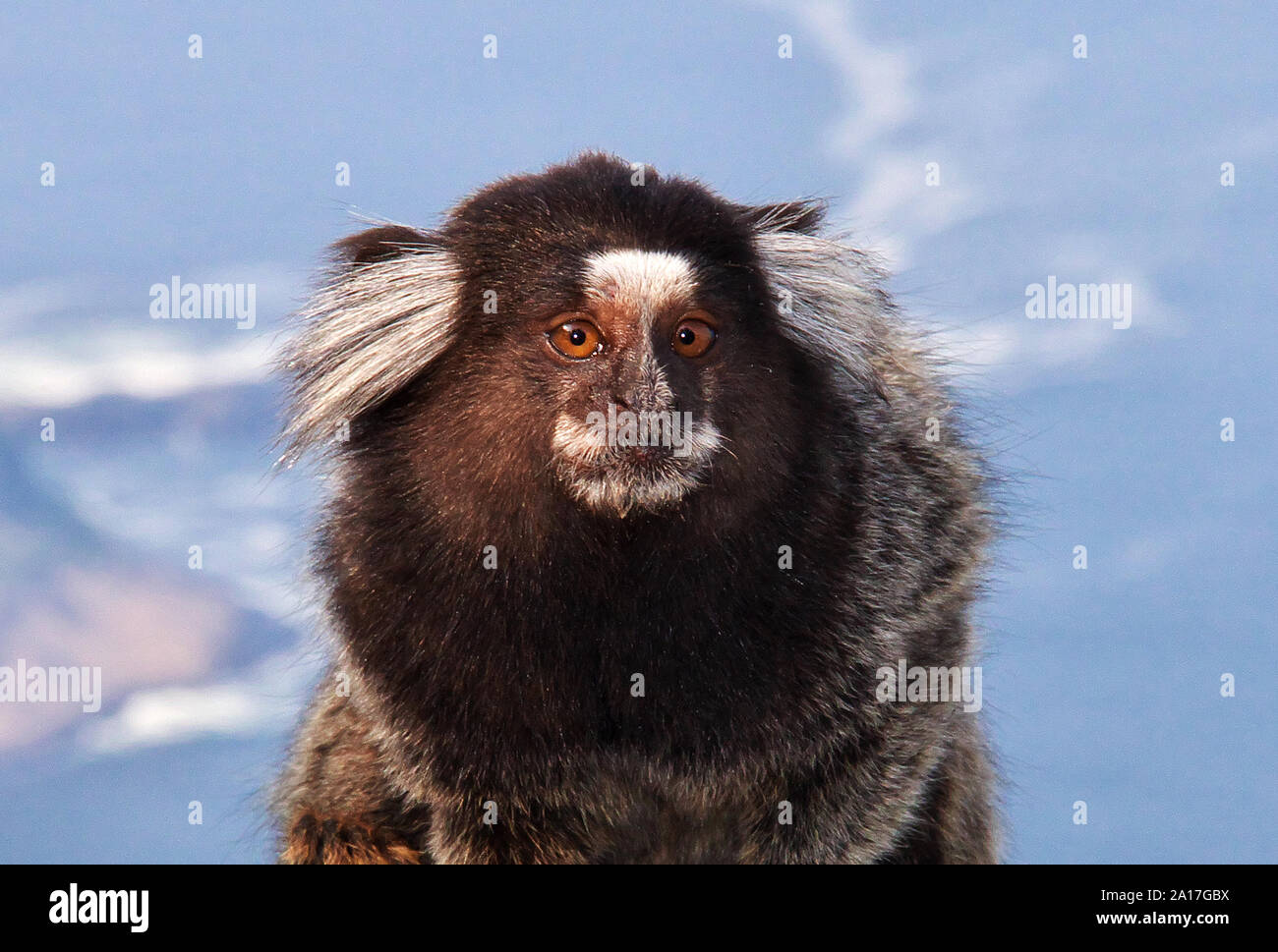 Rio de Janeiro / Brazil - 08 May 2016: The monkey on Sugarloaf mountain ...
