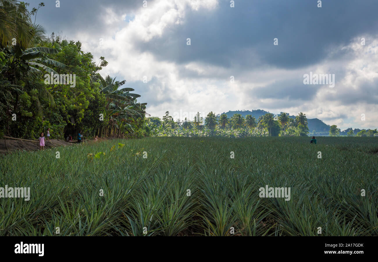 Plantation for sweet pineapples on Mindanao in the Philippines Stock ...