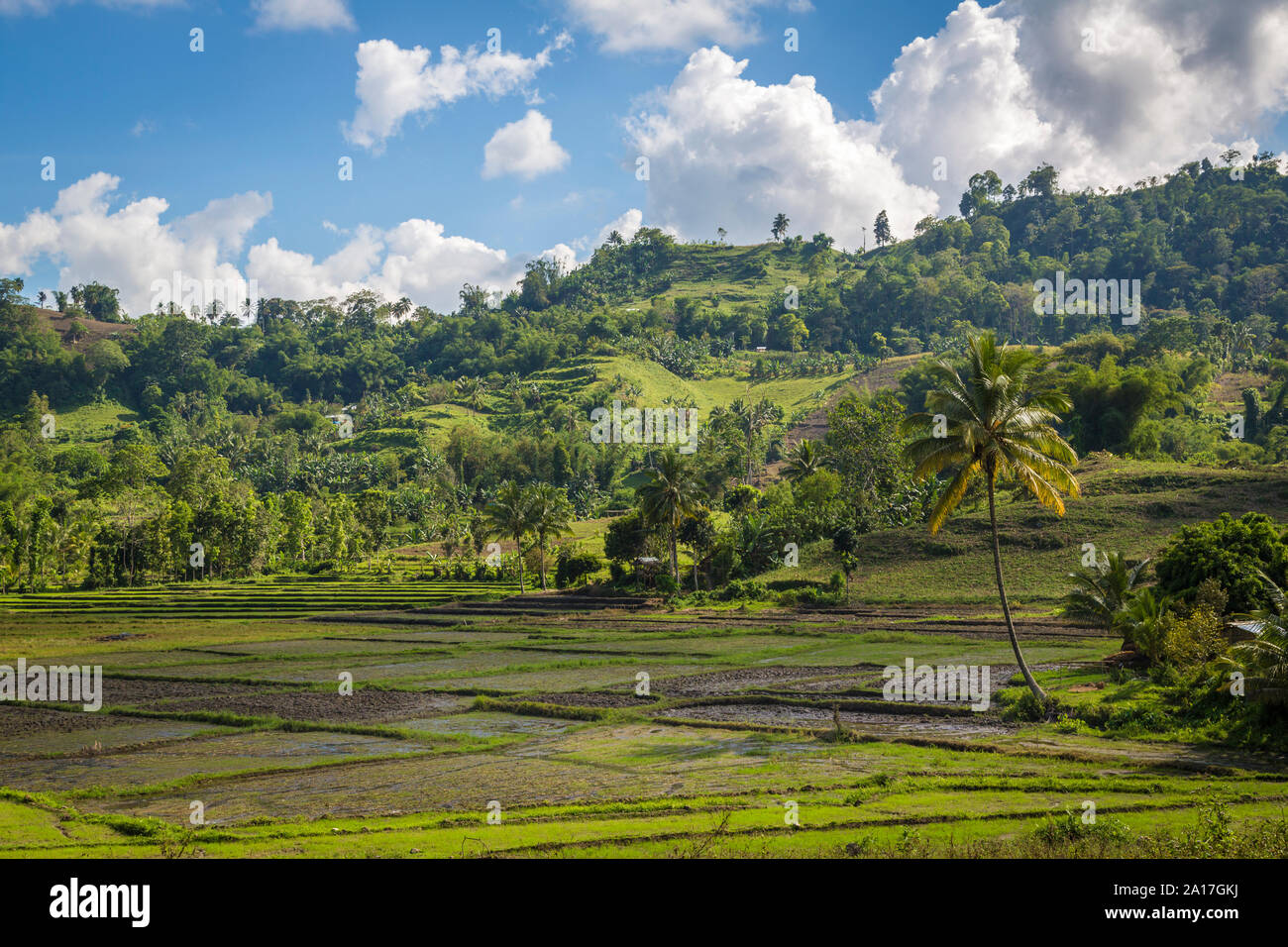 Hard work in rice field on Mindanao in the Philippines Stock Photo - Alamy