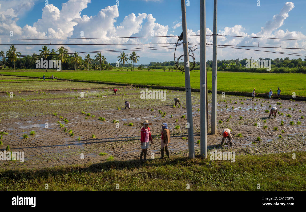 Hard work in rice hi-res stock photography and images - Alamy