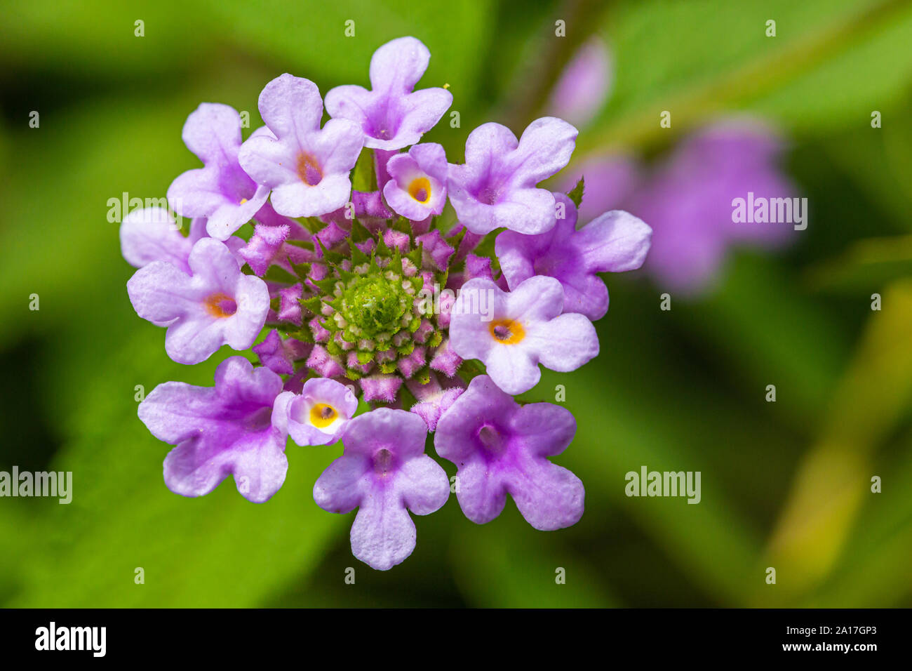 Purple lantana hi-res stock photography and images - Alamy
