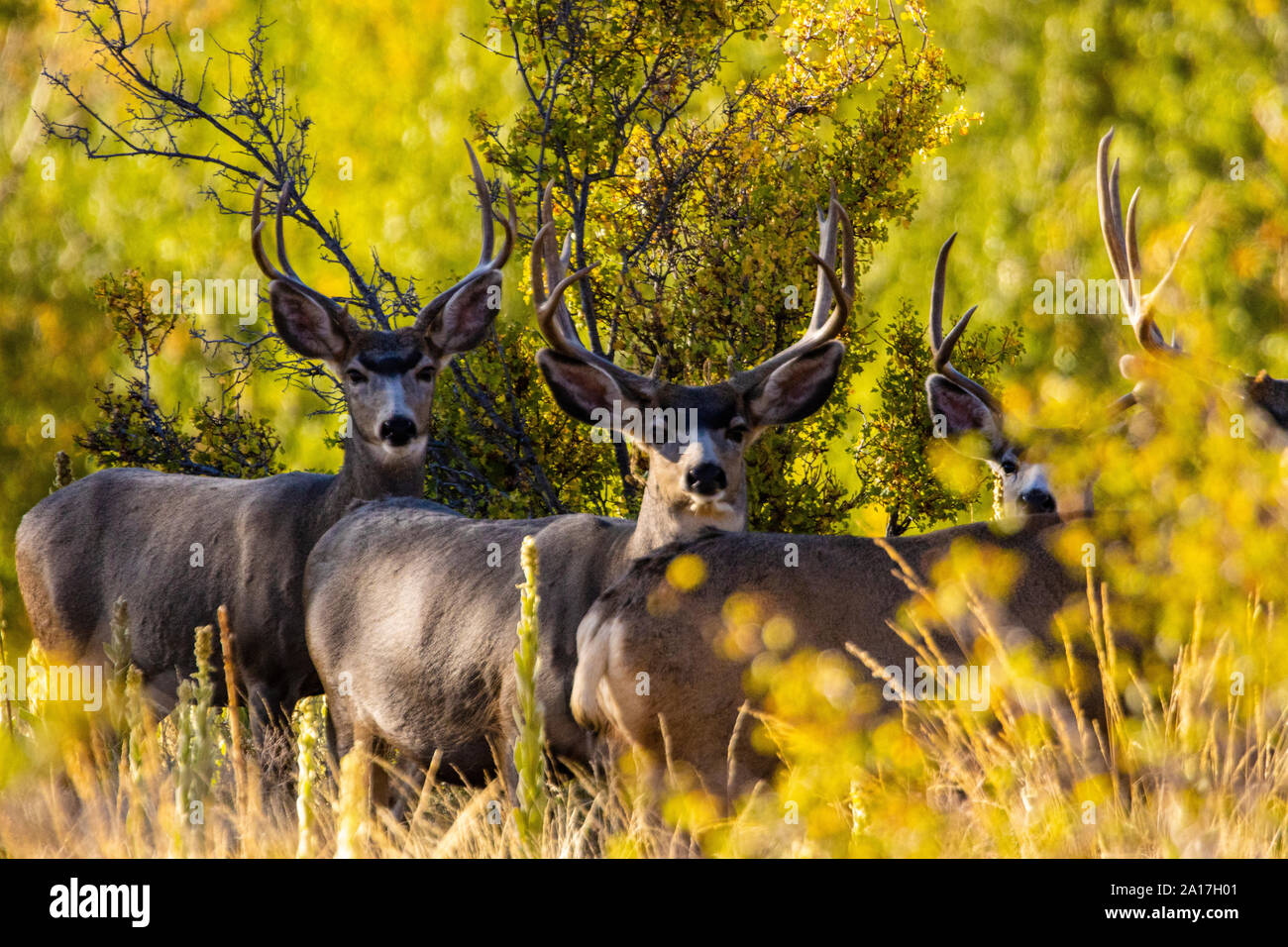 Herd of mule deer bucks as the color of autumn approaches in the ...