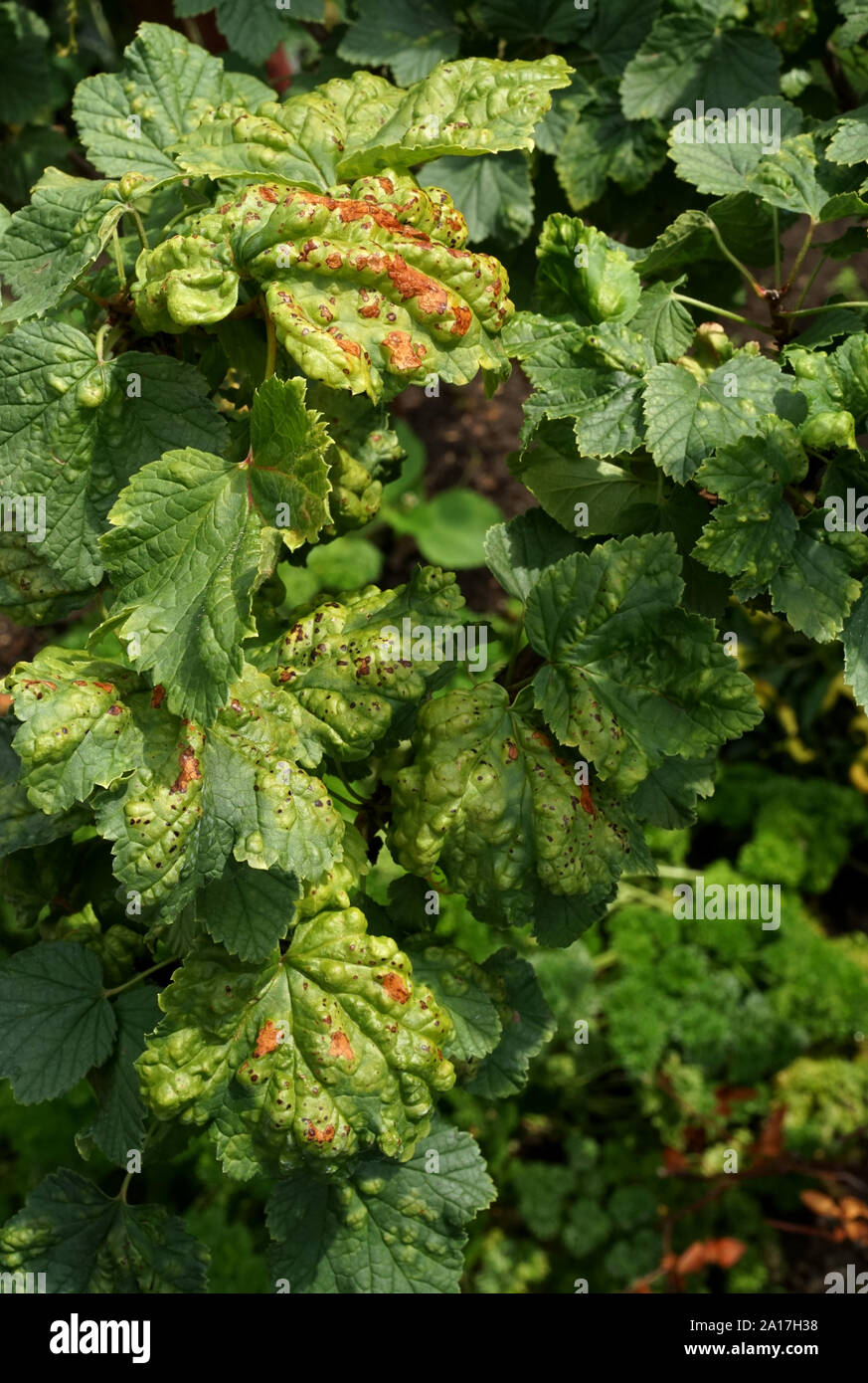 Sick leaf hi-res stock photography and images - Alamy