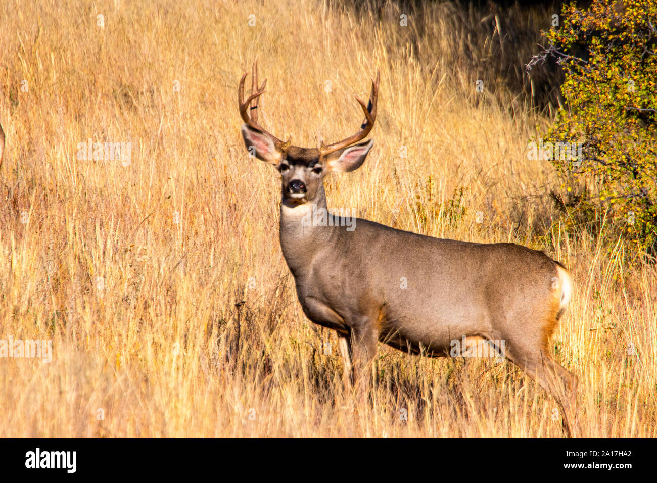Three buck mule deer enjoying a sunrise on a beautiful Colorado early ...