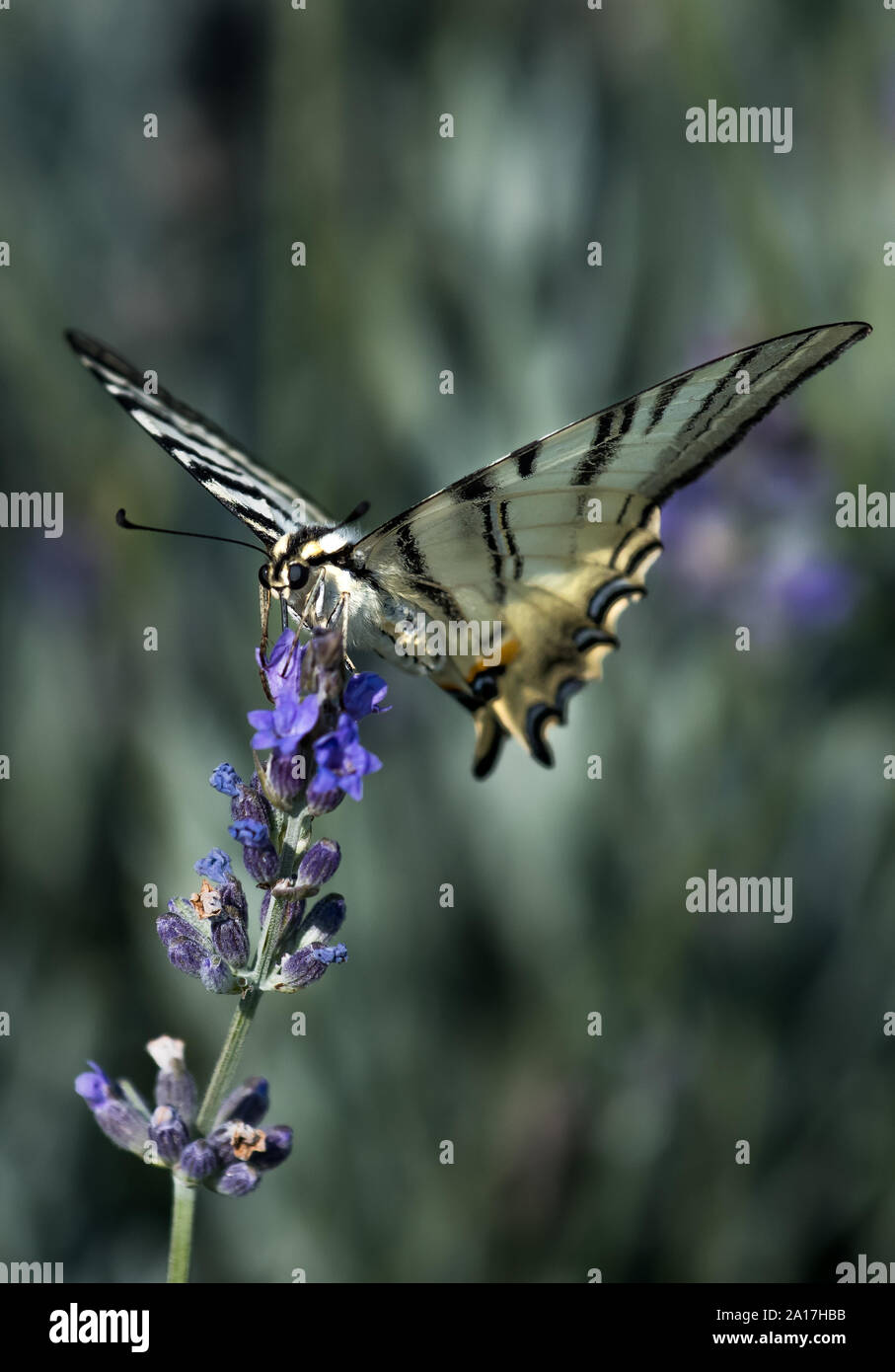 Butterfly Iphiclides Podalirius Swallowtail High Resolution Stock ...