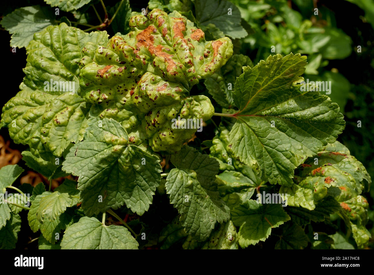 A sick leaf of a fruit bush in the garden Stock Photo - Alamy