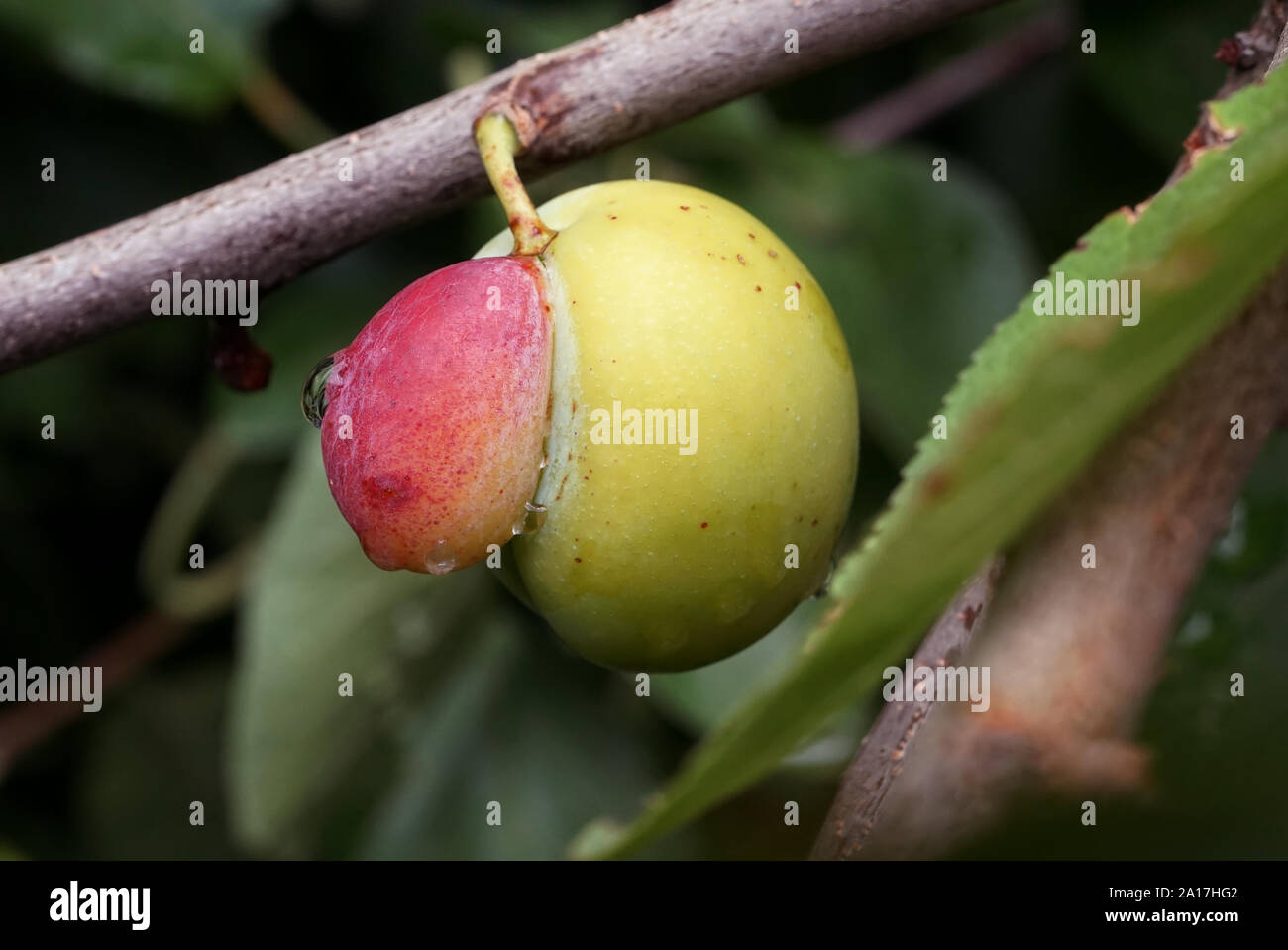 Unripe, double plum fruit on a branch with a drop of water Stock Photo ...