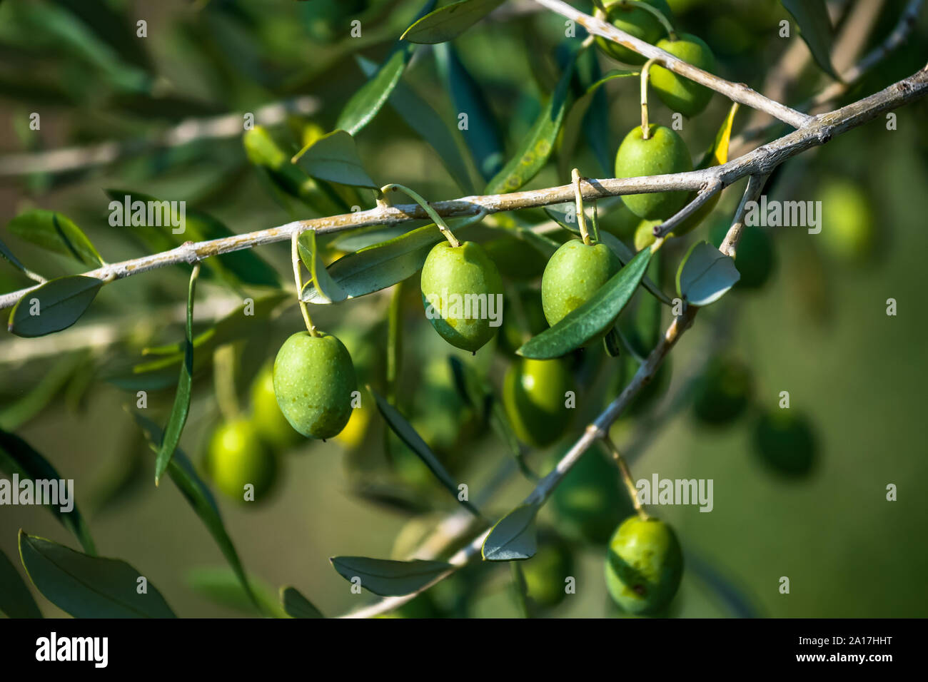 Ripe olives on olive tree hi-res stock photography and images - Alamy