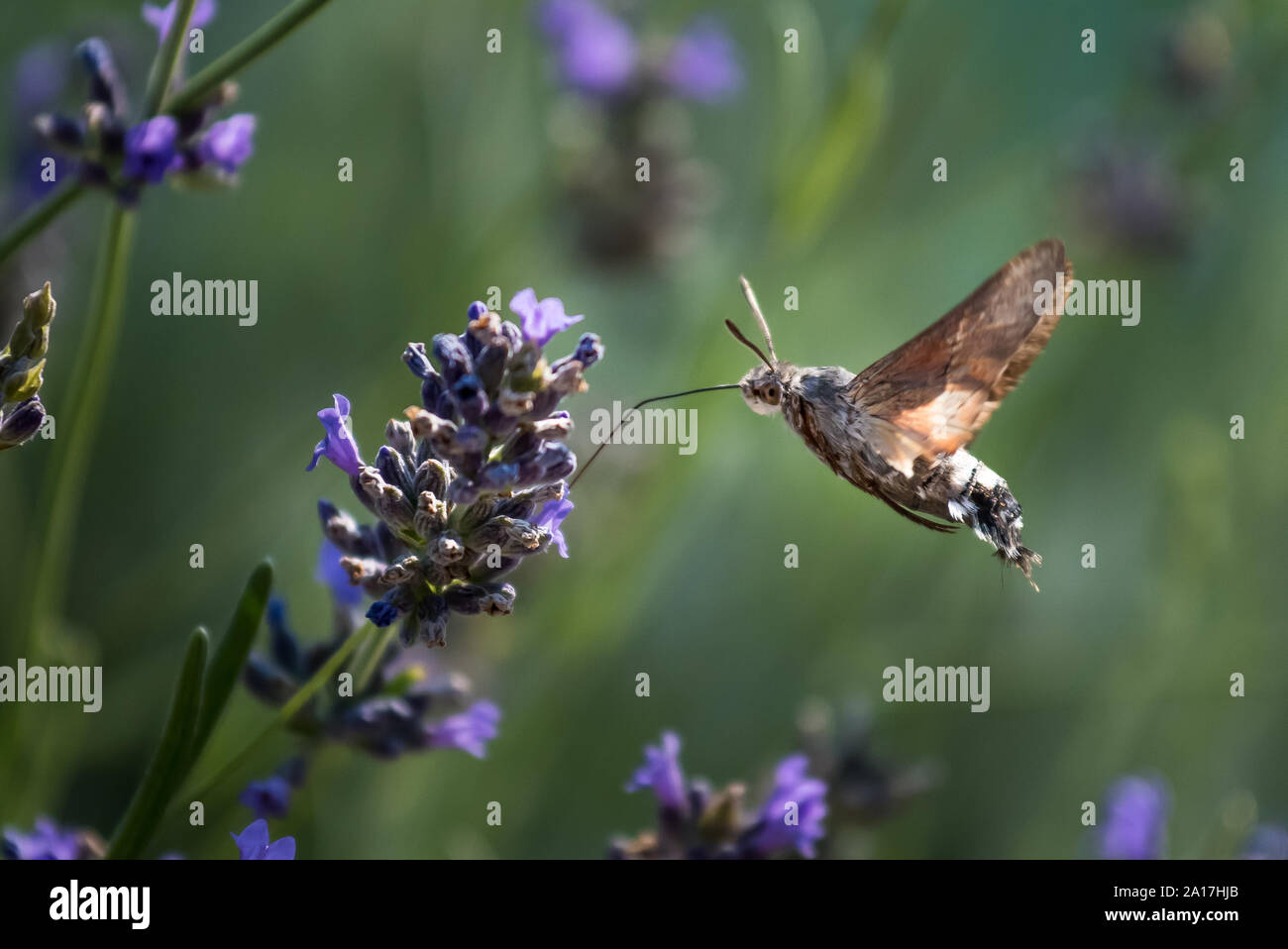 Hummingbird Hawk Moth Butterfly Hummingbird Hawk Moth (Macroglossum