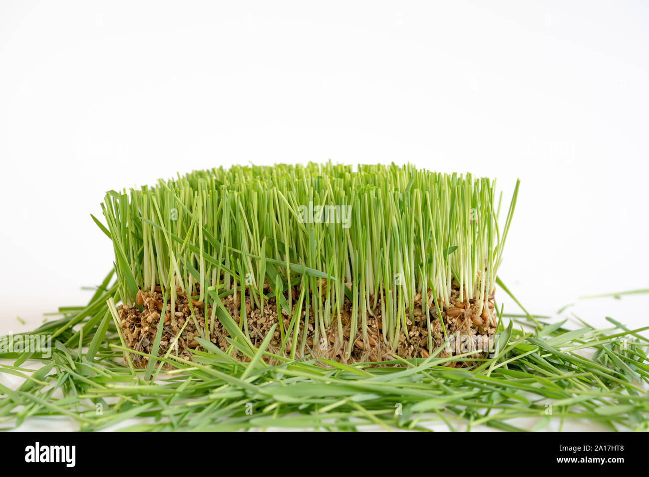 Plant wheat with roots on white background Stock Photo - Alamy
