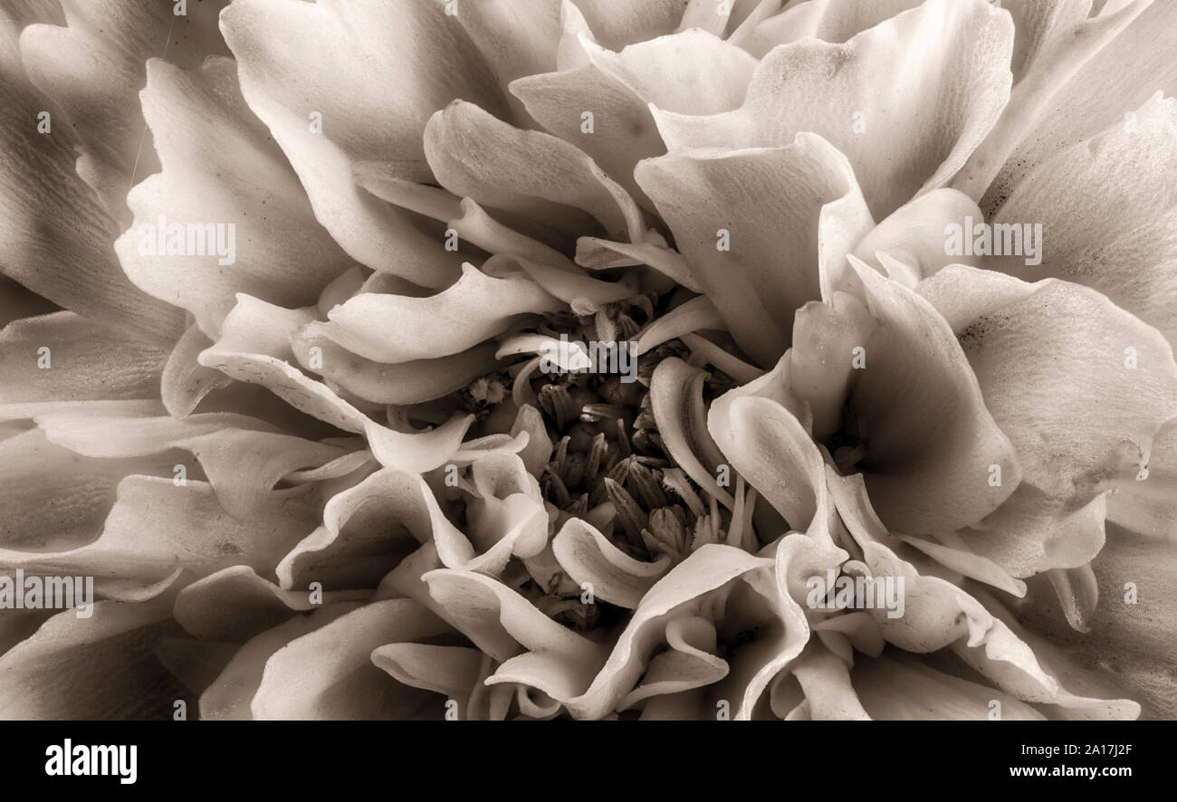 Monotone in nature hi-res stock photography and images - Alamy
