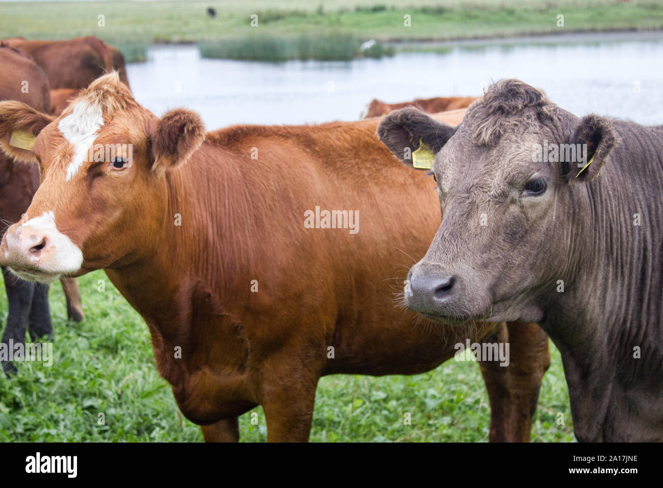 Tagging cows and calves hi-res stock photography and images - Alamy
