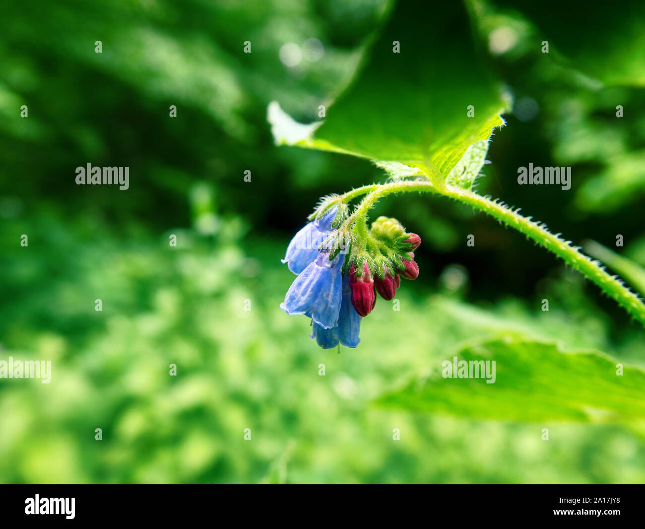 Lungwort (Pulmonaria sp., Cowslip of Jerusalem) in a forest clearing ...