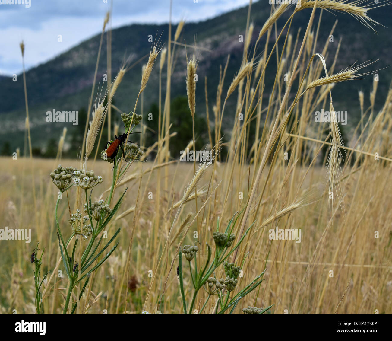 bug in a field Stock Photo - Alamy