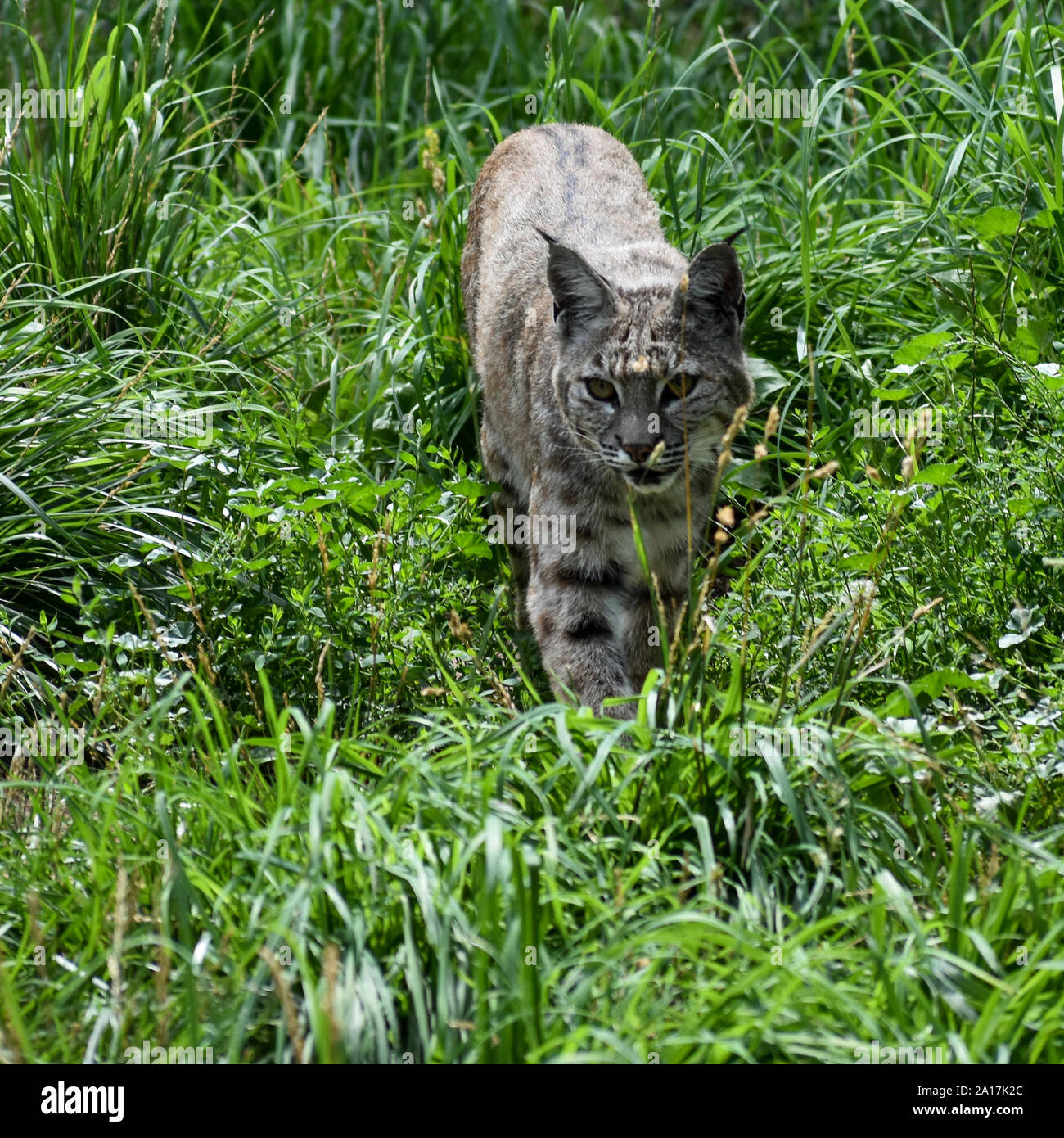 Bobcat stalking hi-res stock photography and images - Alamy