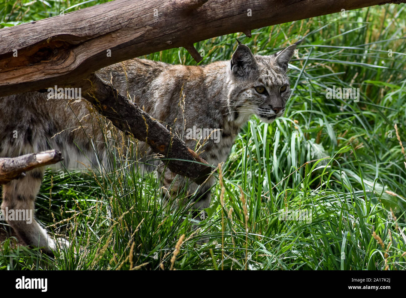 Bobcat behind a tree branch Stock Photo - Alamy