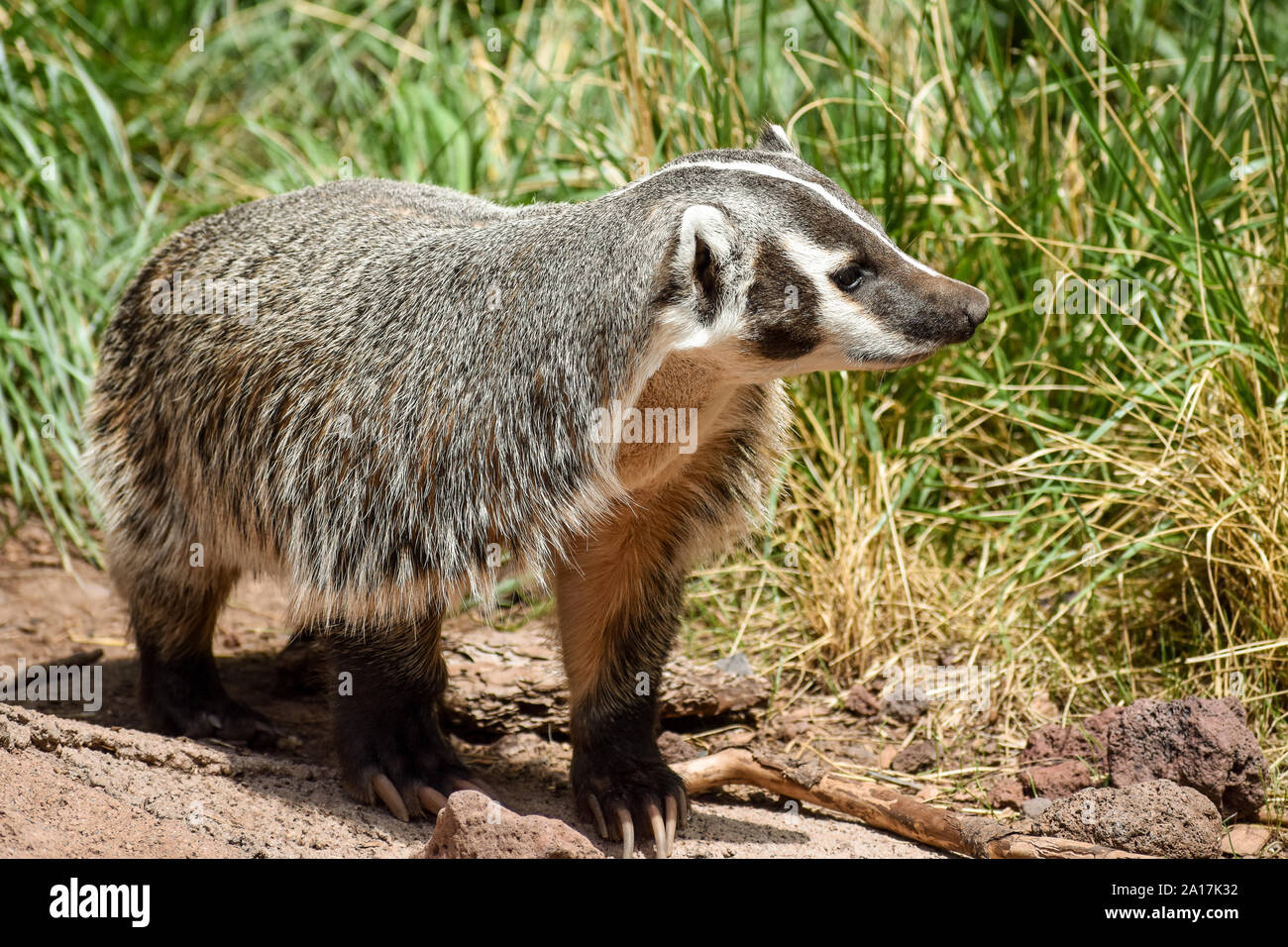 Badger paw hi-res stock photography and images - Alamy