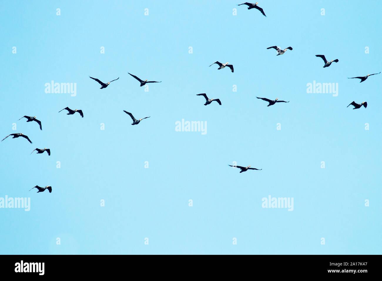 Flock of cormorants in sky, great cormorant (Phalacrocorax carbo ...