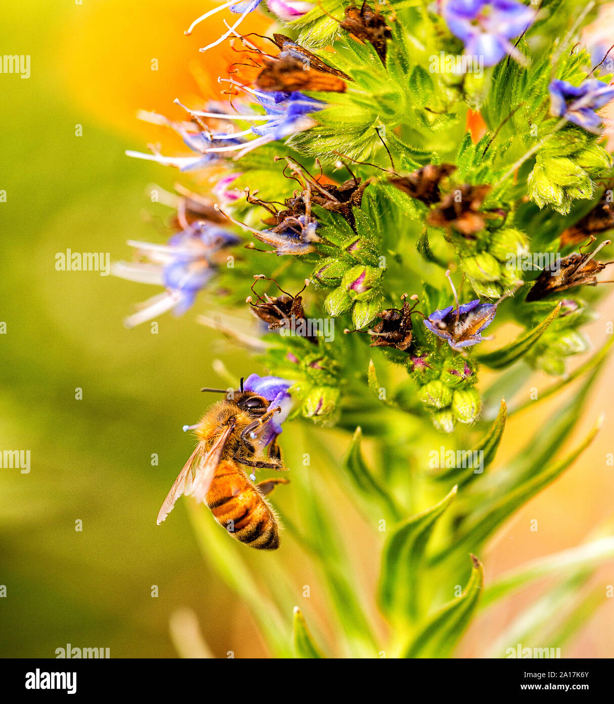 Honeybee close up hi-res stock photography and images - Alamy