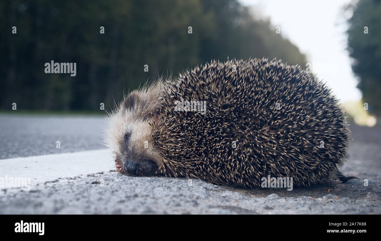 The unfortunate hedgehog is hit on the road by a car. Car as the cause ...
