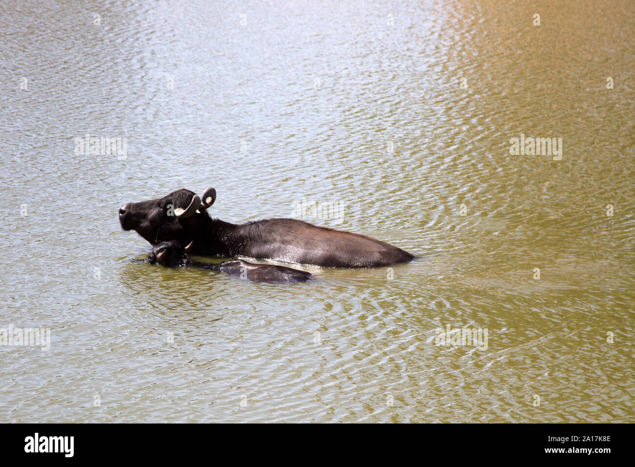 Water Buffalo in the muddy Indian river swim and dive well. Cow with ...