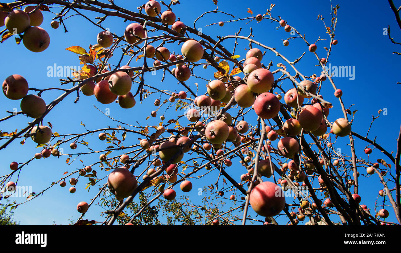 Apple orchard was left uncollected crop, abandoned garden. Apples ...