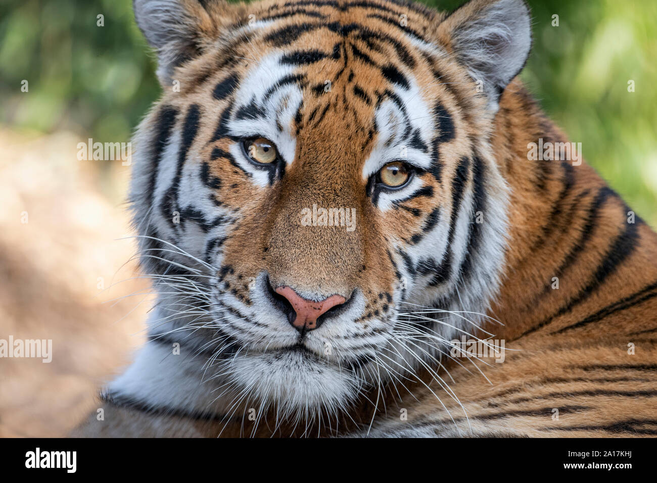 Old tiger cat hi-res stock photography and images - Alamy