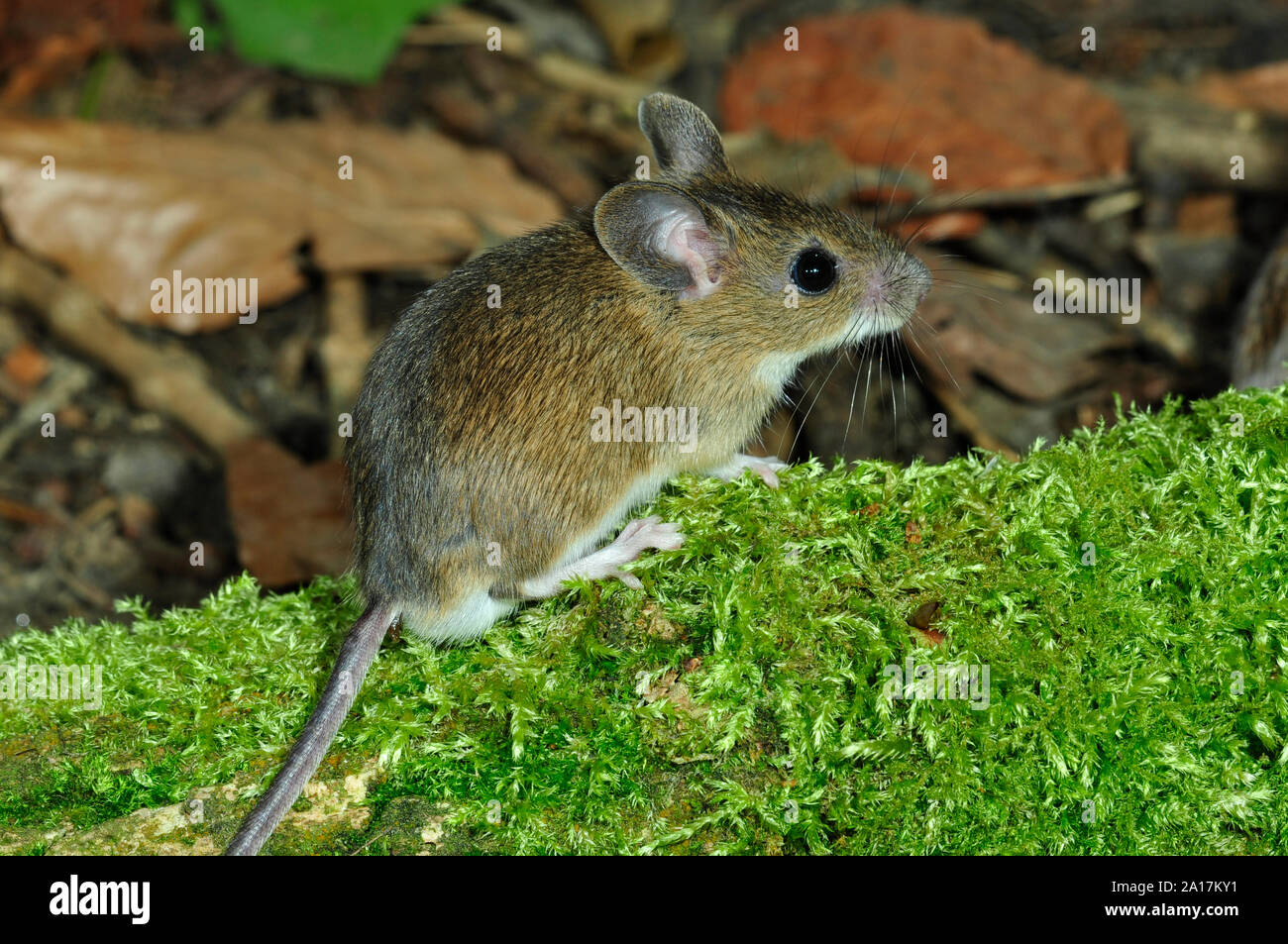 wood mouse apodemus sylvaticus Stock Photo - Alamy