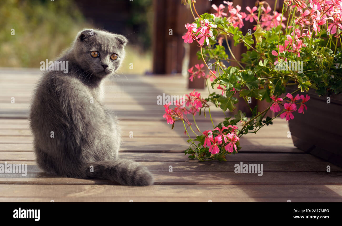 Grey Scottish fold kitten playing outdoor with pink flowers Stock Photo ...