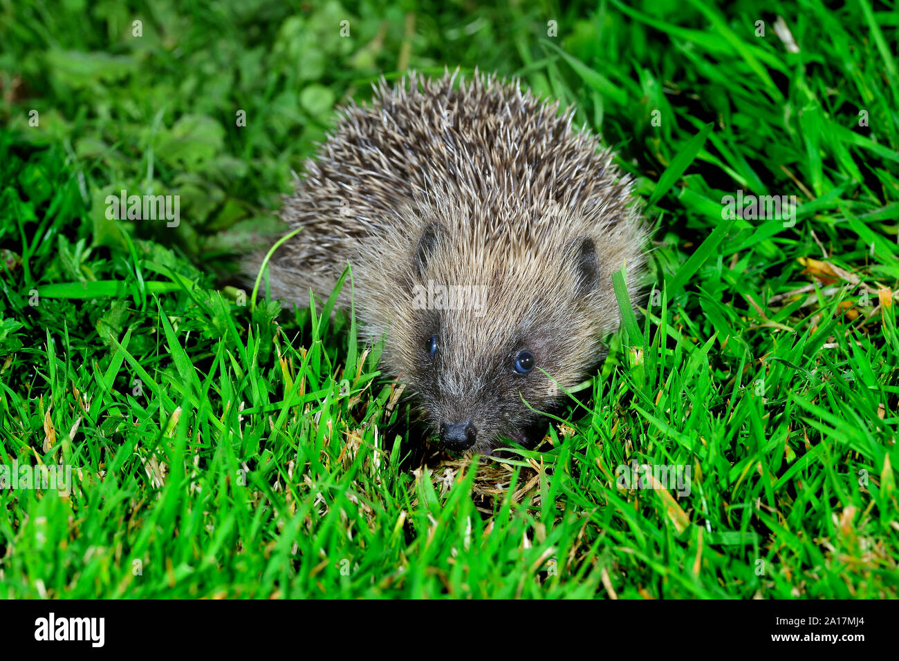 Baby hedgehog or hoglet foraging in grass. Dorset, UK Stock Photo - Alamy