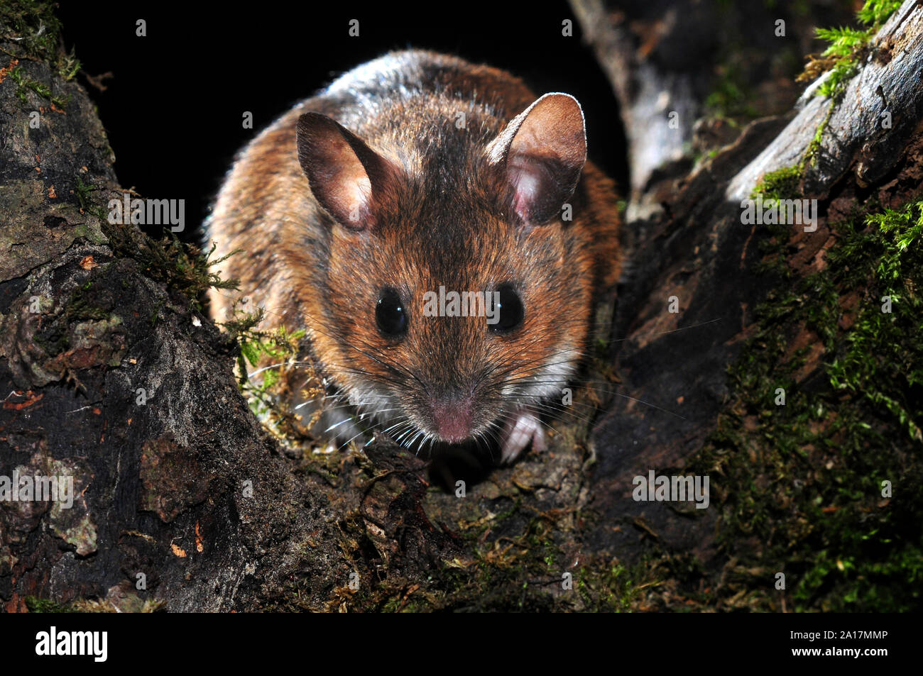 wood mouse apodemus sylvaticus Stock Photo - Alamy